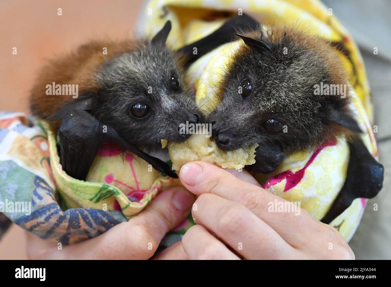 Grey headed Flying Foxes which are being treated for bushfire injuries ...
