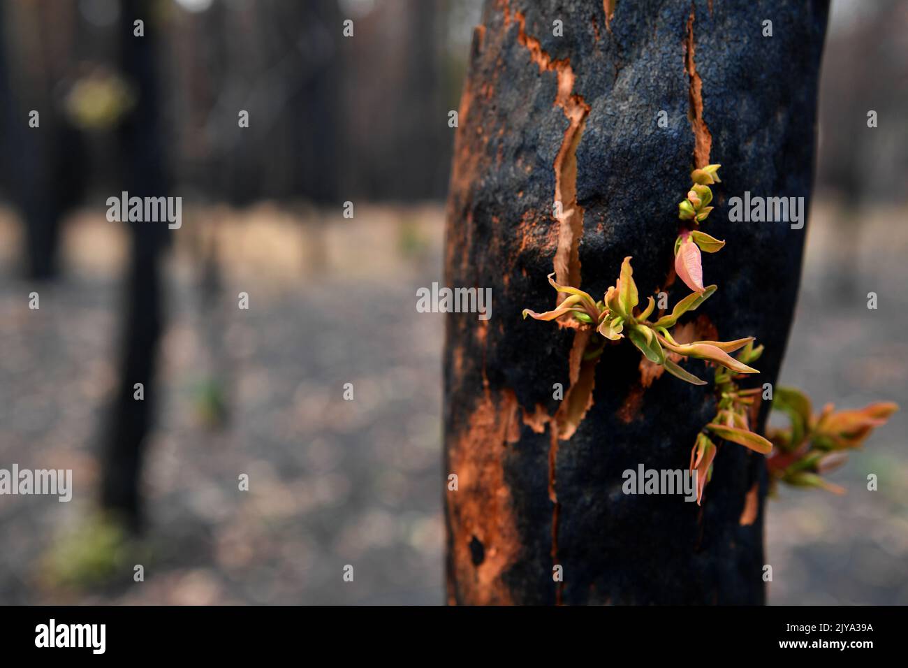 Vegetation regrowth seen among bushland destroyed by bushfires in ...