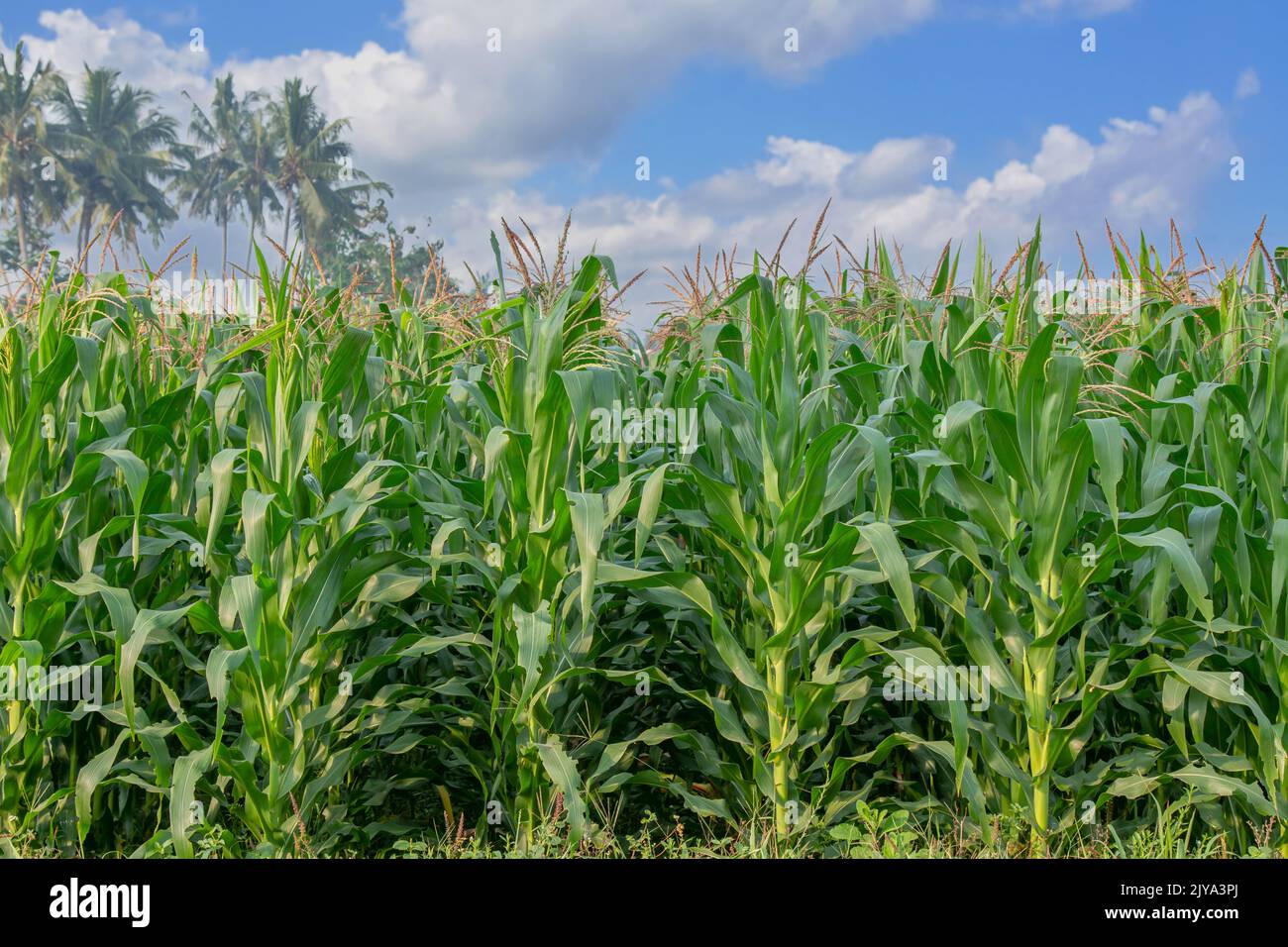 Mature corn field in bloom, fresh green leaves on a clear sky ...