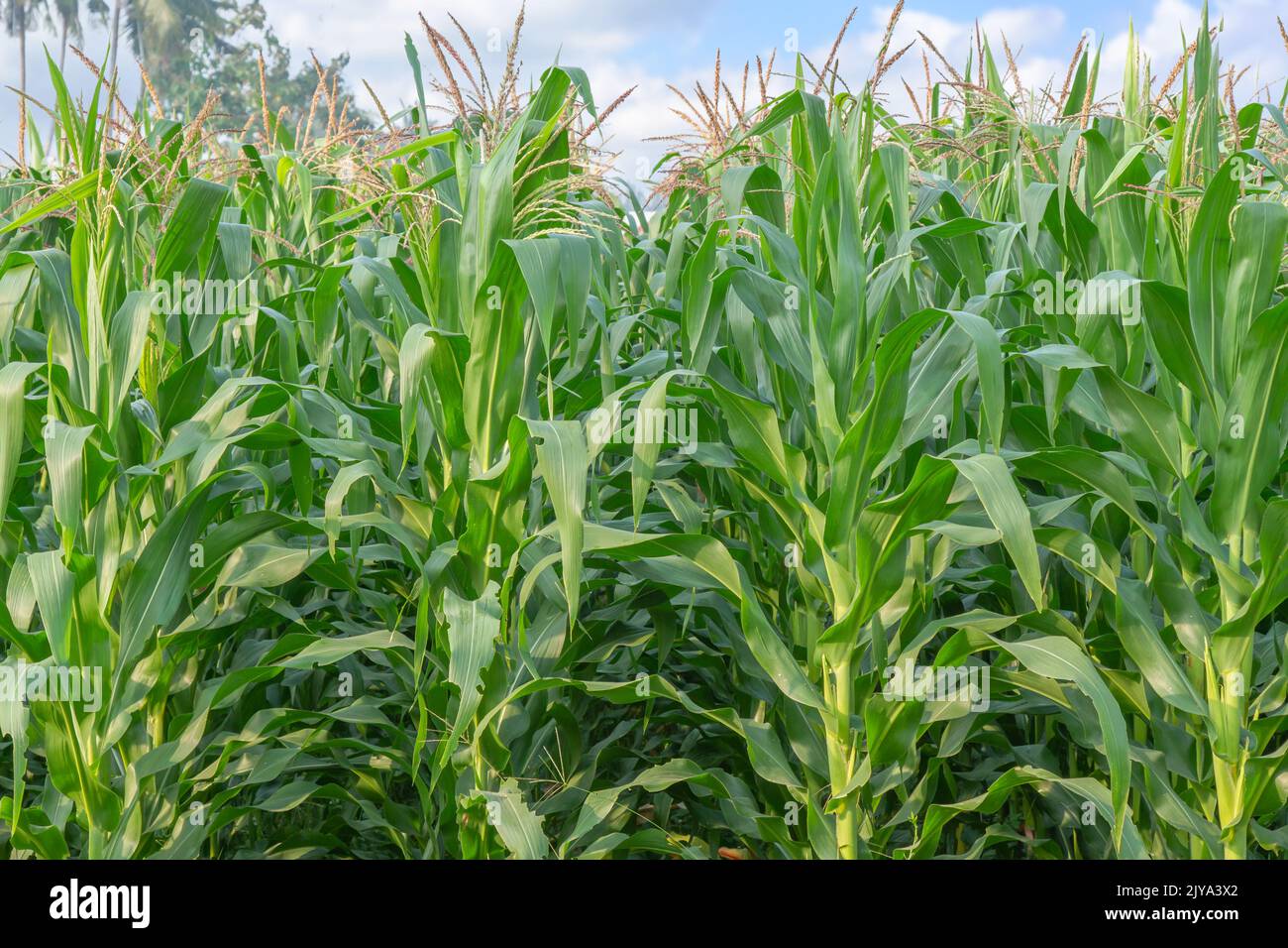 Mature corn field in bloom, fresh green leaves on a clear sky ...
