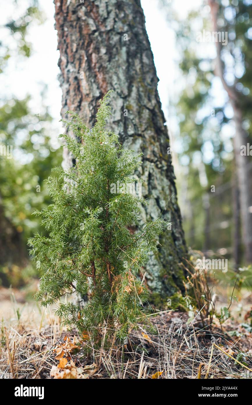 The Juniperus communis tree grows in the forest near another large tree ...