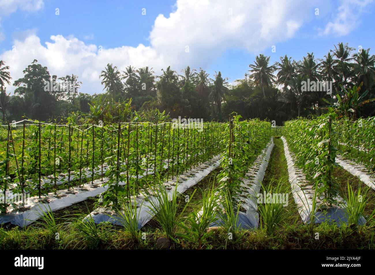 Young long bean field which is in its infancy of leaves and stems ...