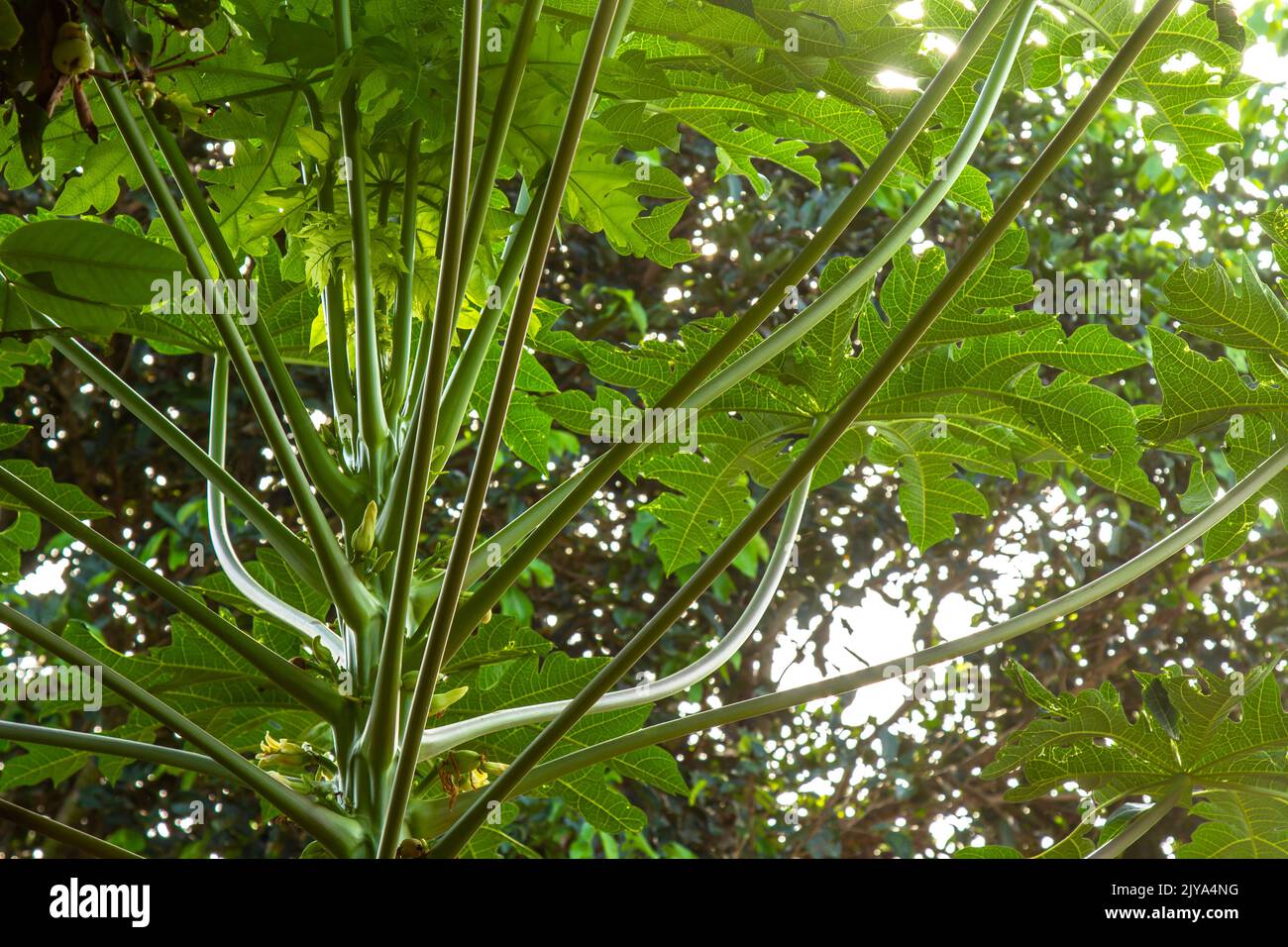 Papaya plants that are in bloom and have fruit ovules, fresh green ...