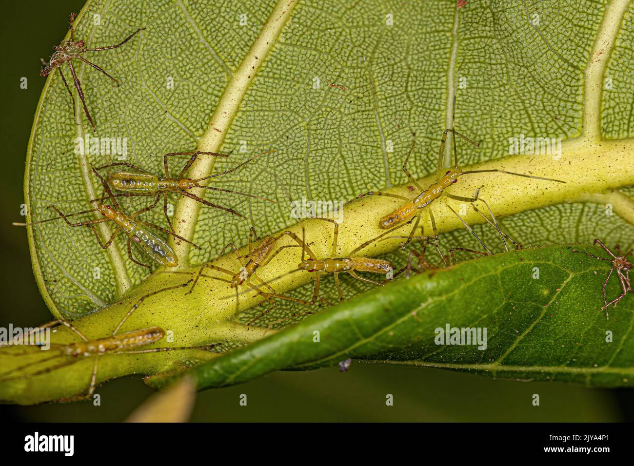 Assassin Bug Nymphs of the Tribe Harpactorini Stock Photo - Alamy
