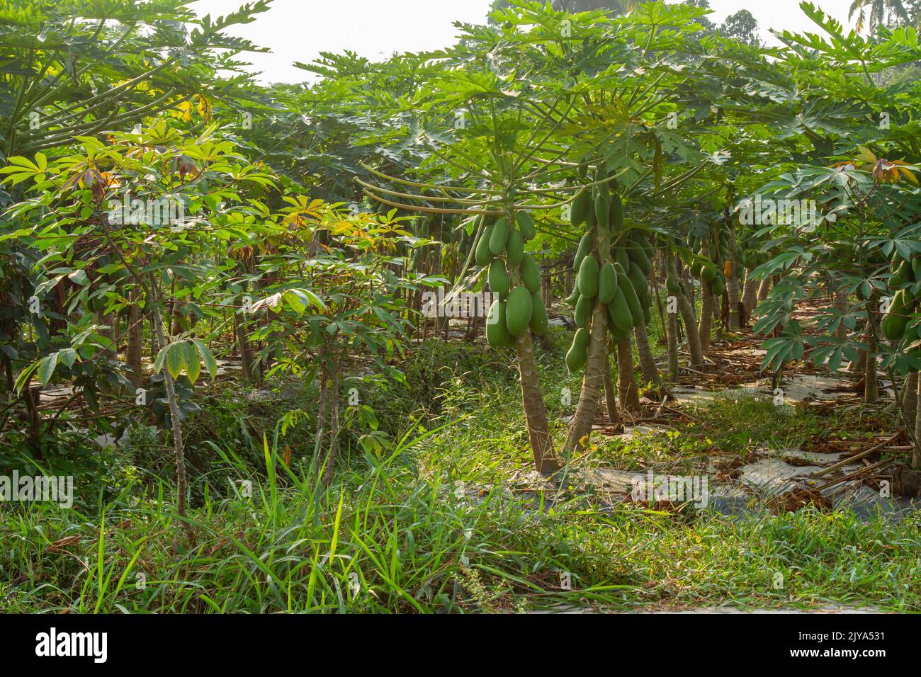 Papaya plants of the california type have been thriving in papaya ...