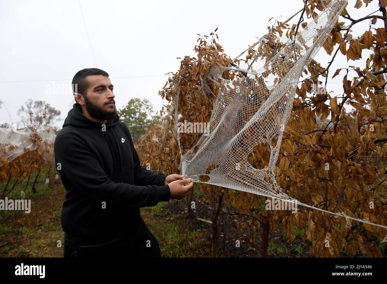 James Tadrosse inspects burnt apple trees on his family’s fruit farm at ...