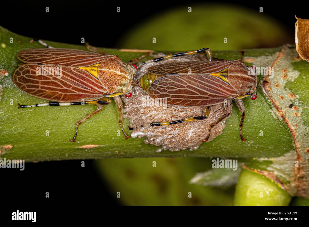 Adult Aetalionid Treehopper of the species Aetalion reticulatum Stock ...