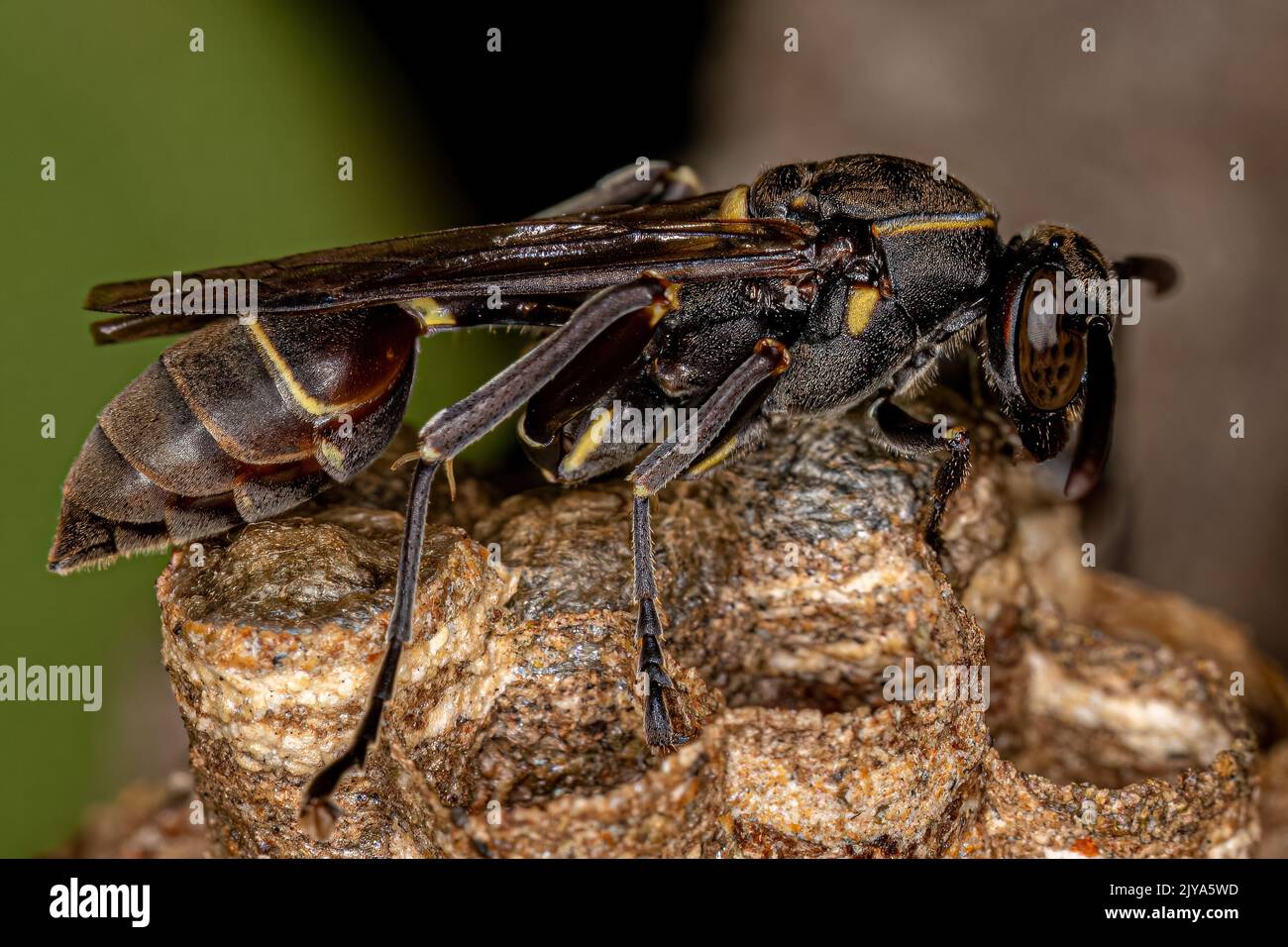 Adult Long-waisted Paper Wasp of the Genus Mischocyttarus Stock Photo ...
