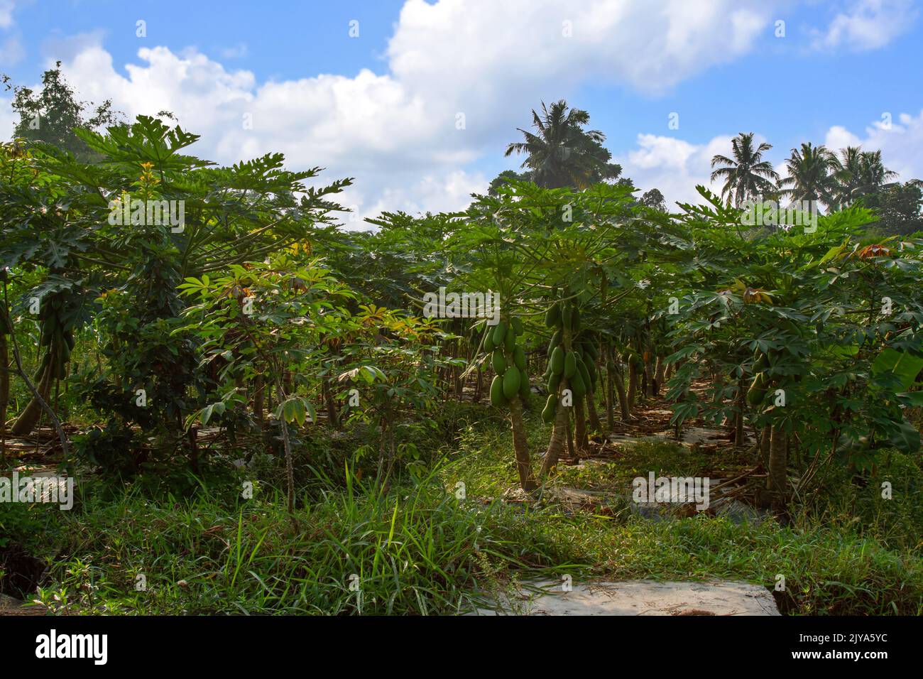 Papaya plants of the california type have been thriving in papaya ...