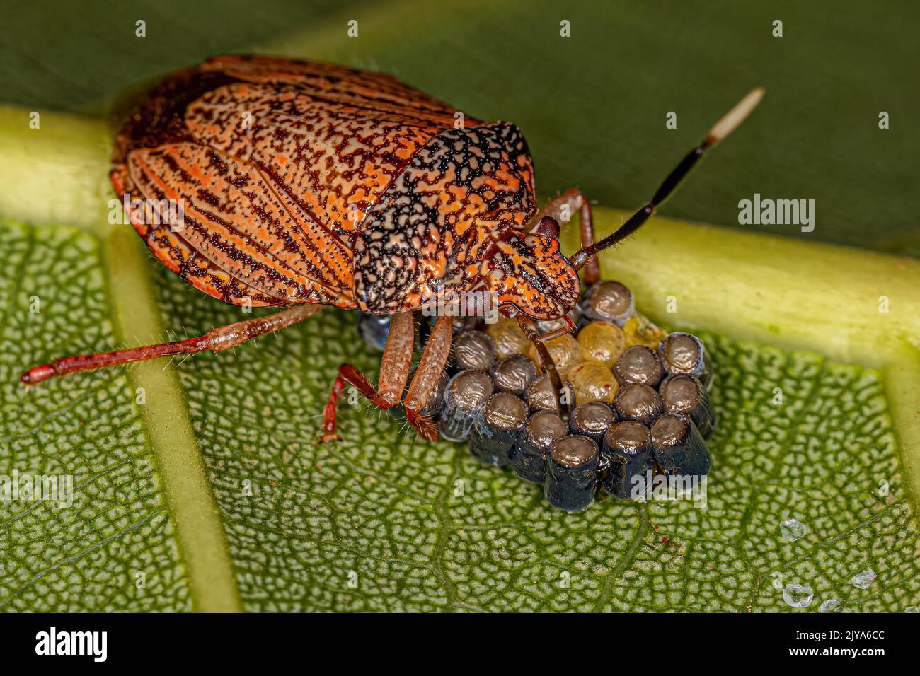 Adult Female Stink bug of the Species Antiteuchus sepulcralis ...