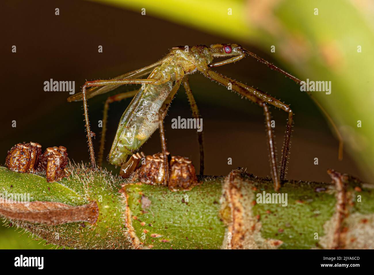Adult Assassin Bug of the Tribe Harpactorini in oviposition laying eggs ...