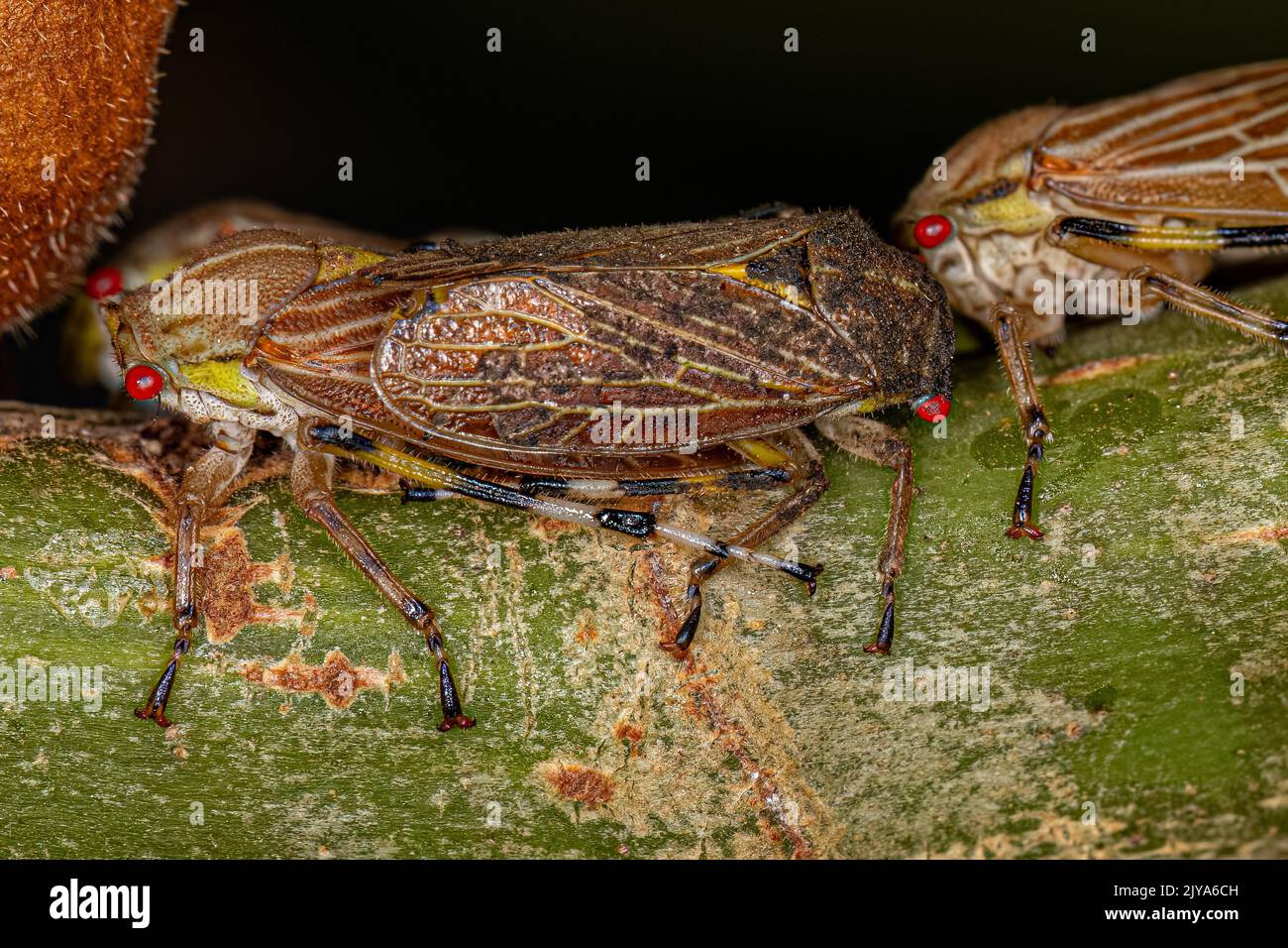 Adult Aetalionid Treehopper of the species Aetalion reticulatum Stock ...
