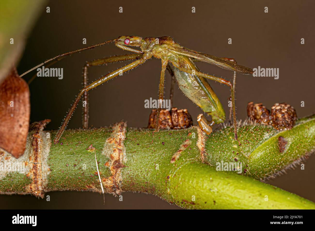 Adult Assassin Bug of the Tribe Harpactorini in oviposition laying eggs ...