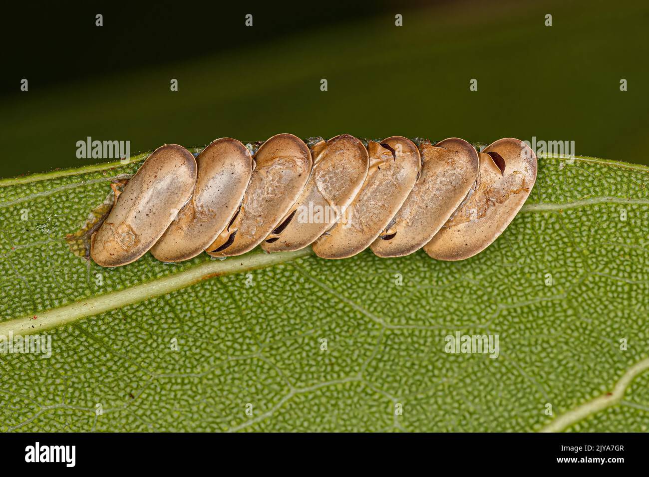 Leaf Katydid hatched Eggs of the Subfamily Phaneropterinae Stock Photo ...