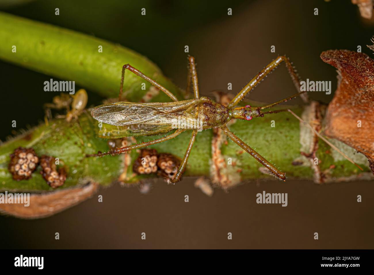Adult Assassin Bug of the Tribe Harpactorini in oviposition laying eggs ...