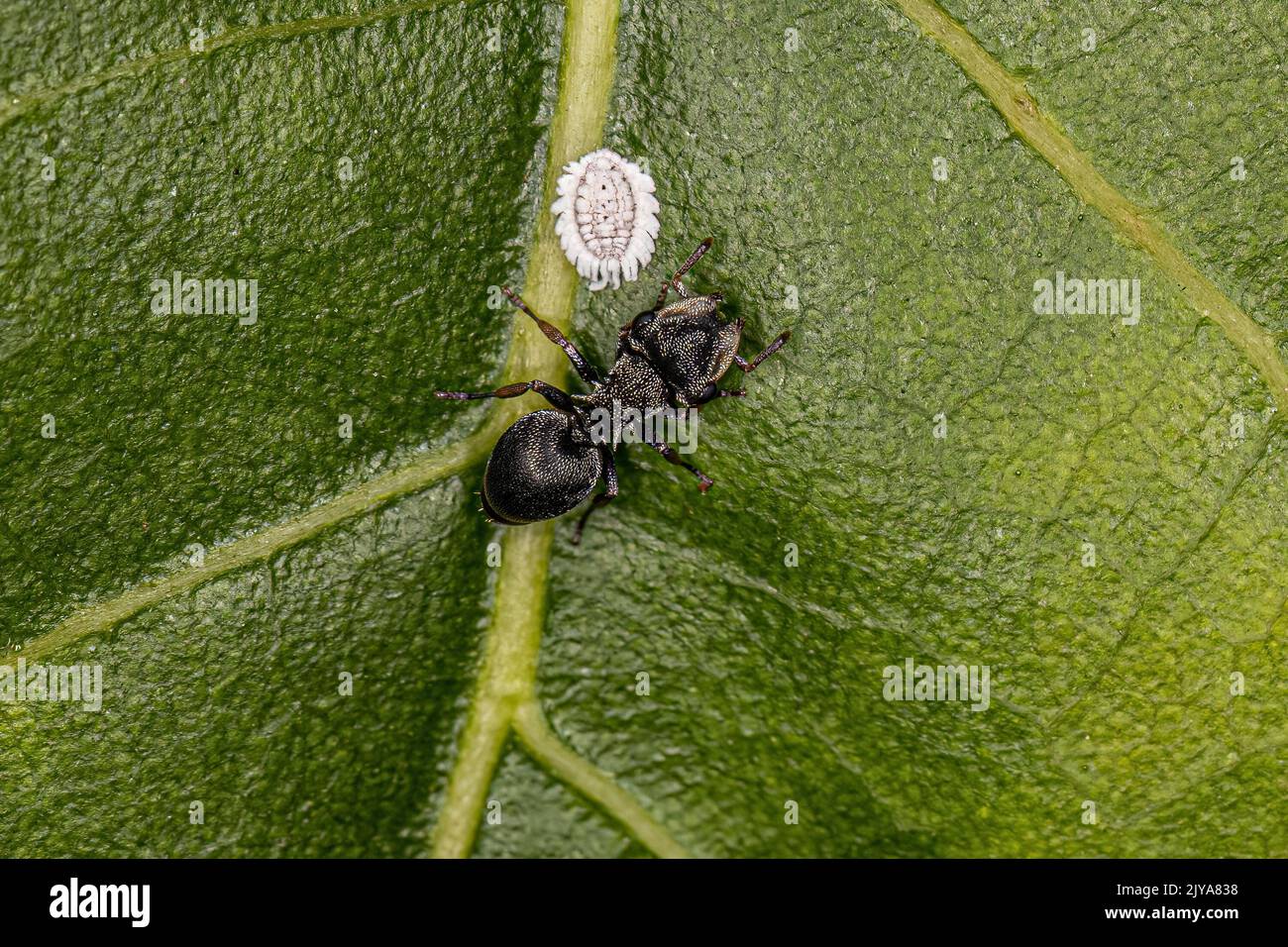 Adult Turtle Ant of the genus Cephalotes Stock Photo - Alamy