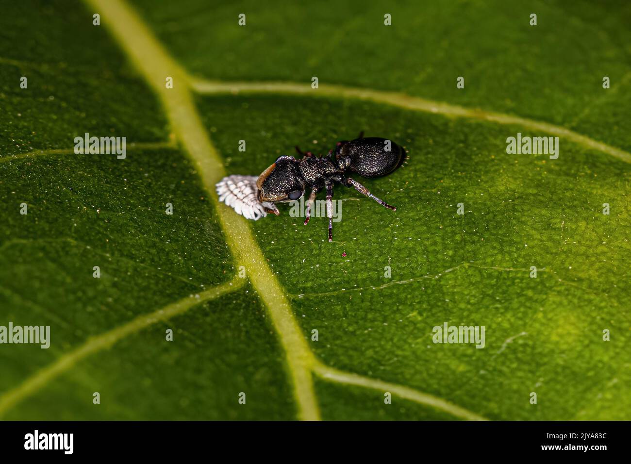 Adult Turtle Ant of the genus Cephalotes Stock Photo - Alamy