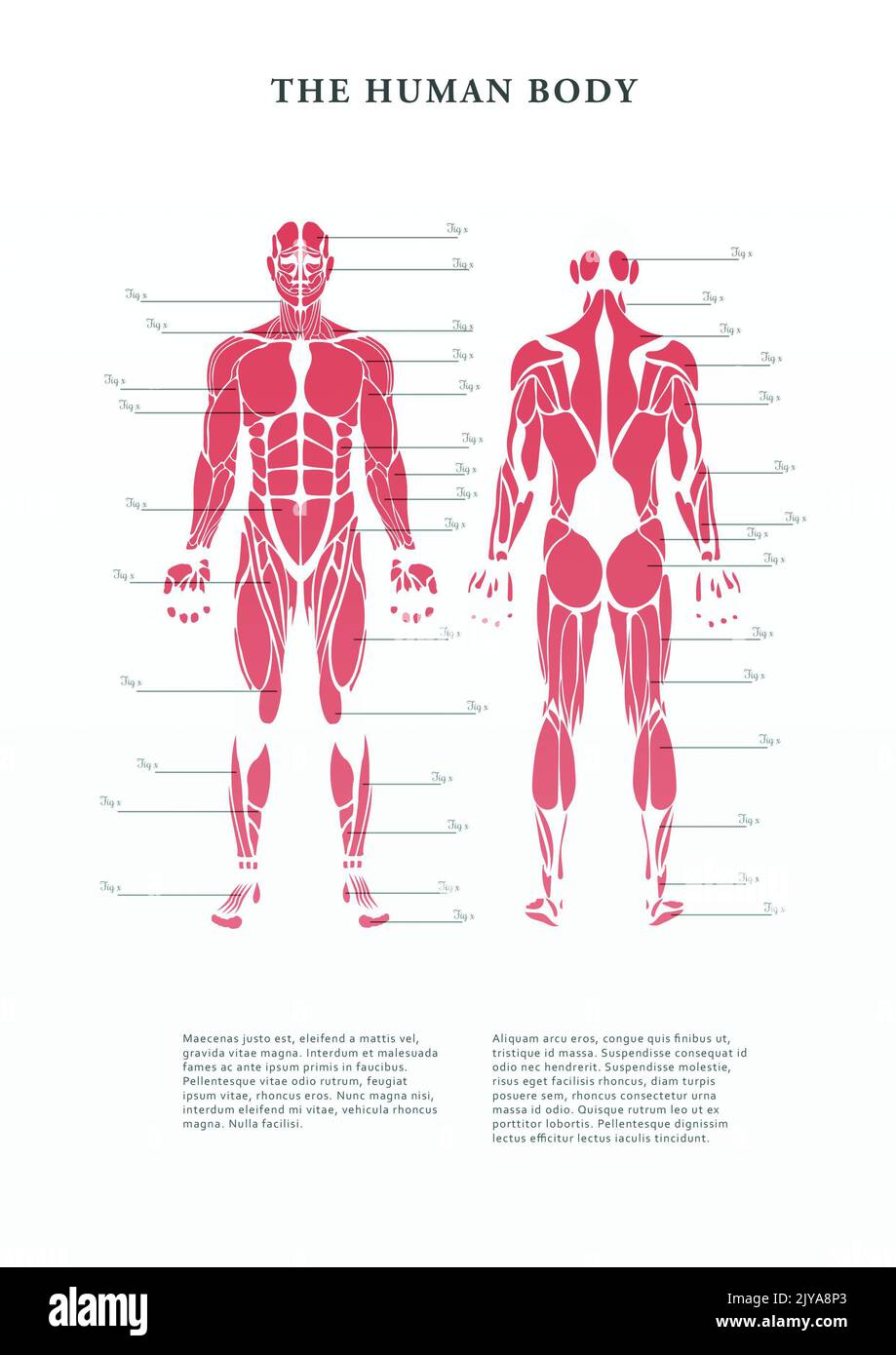 Digital poster of human body muscles over white background Stock Photo ...