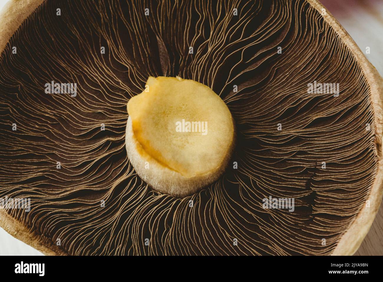 Close-up of fresh mushroom Stock Photo - Alamy