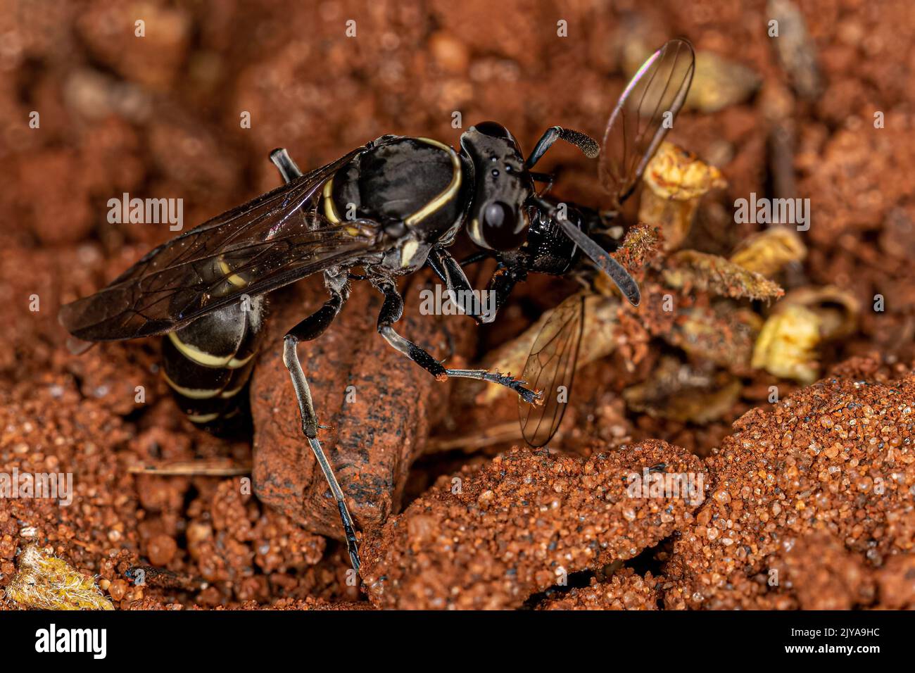 Adult Long-waisted Honey Wasp of the Subgenus Myrapetra attacking a fly ...