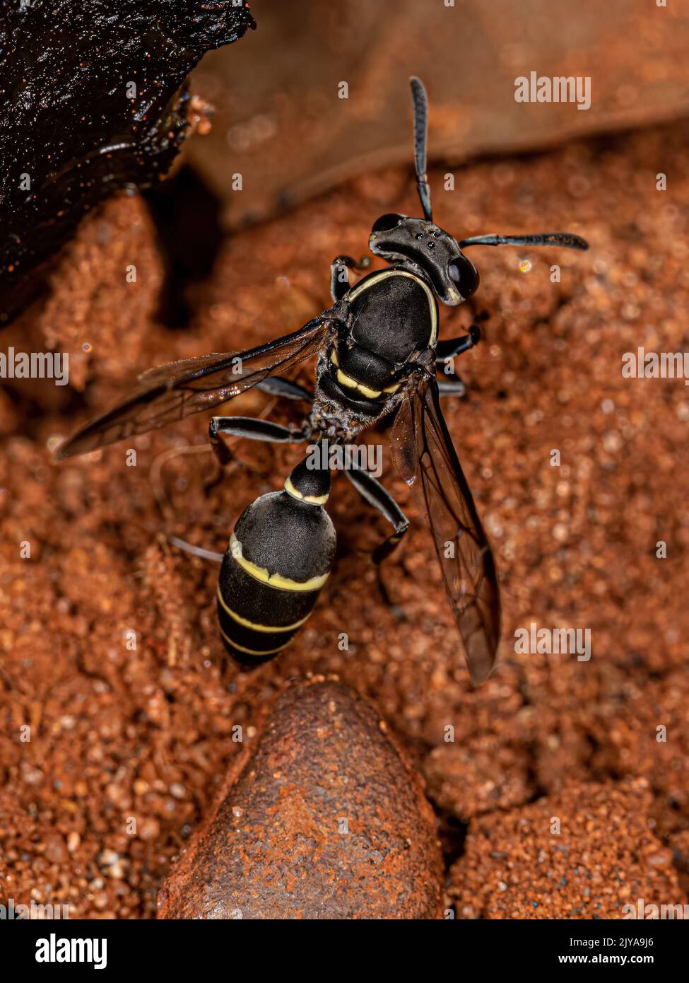 Adult Long-waisted Honey Wasp of the Subgenus Myrapetra Stock Photo - Alamy