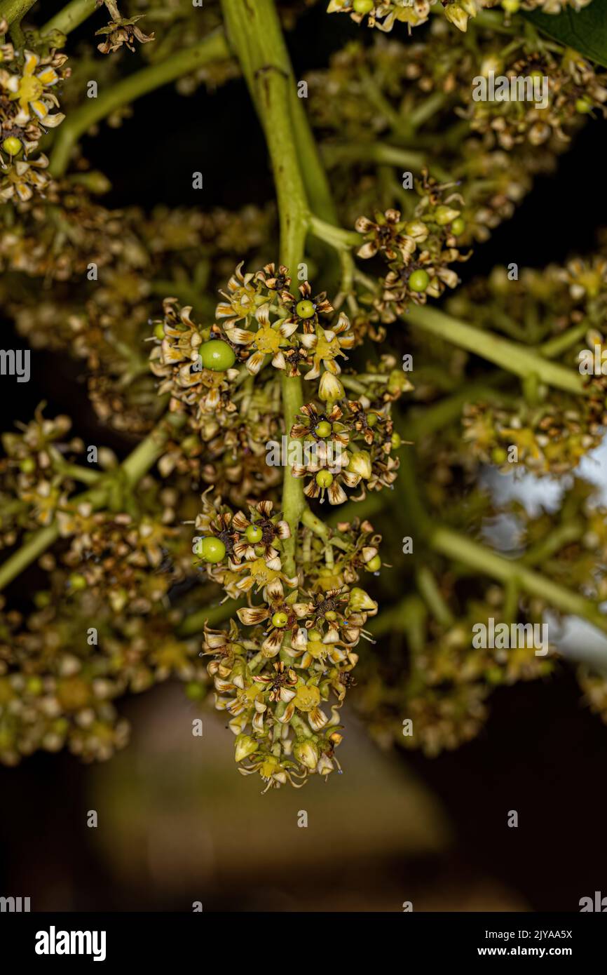 Small flowering branches of the mango fruit tree in closeup Stock Photo ...