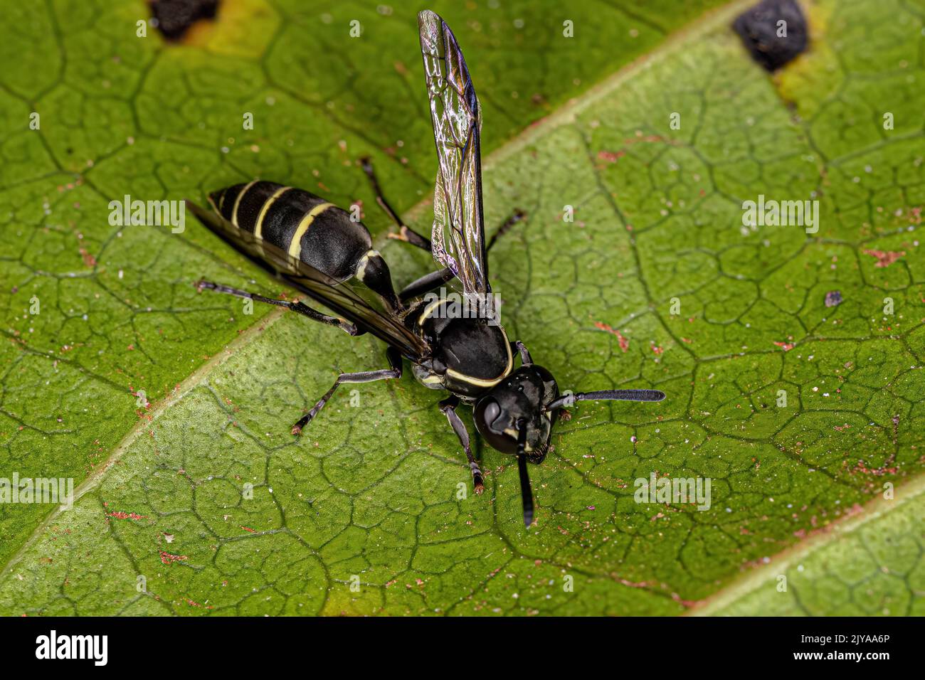 Black polybia wasp hi-res stock photography and images - Alamy