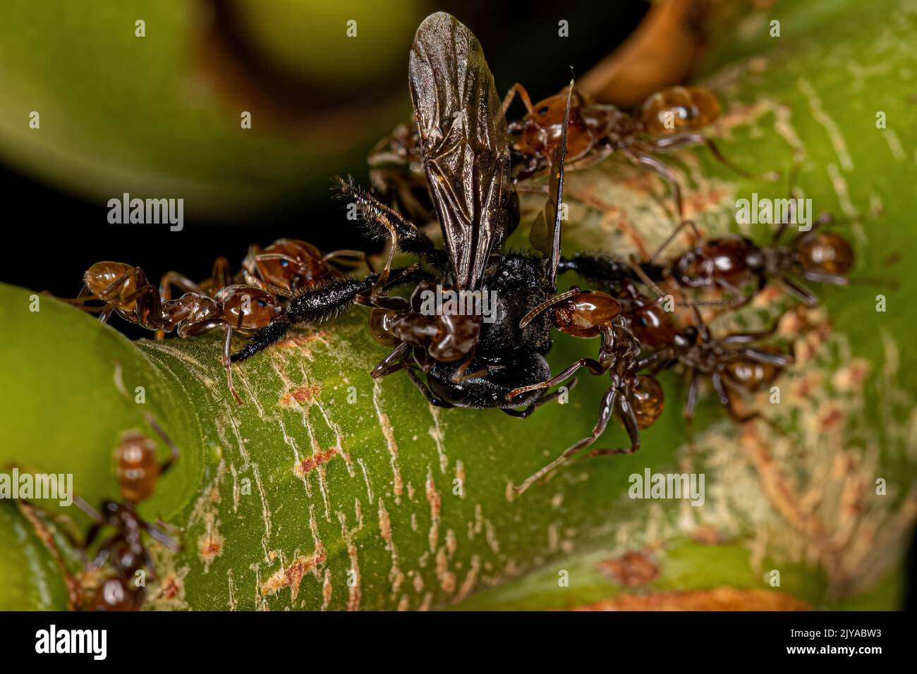 Azteca ant cecropia hi-res stock photography and images - Alamy