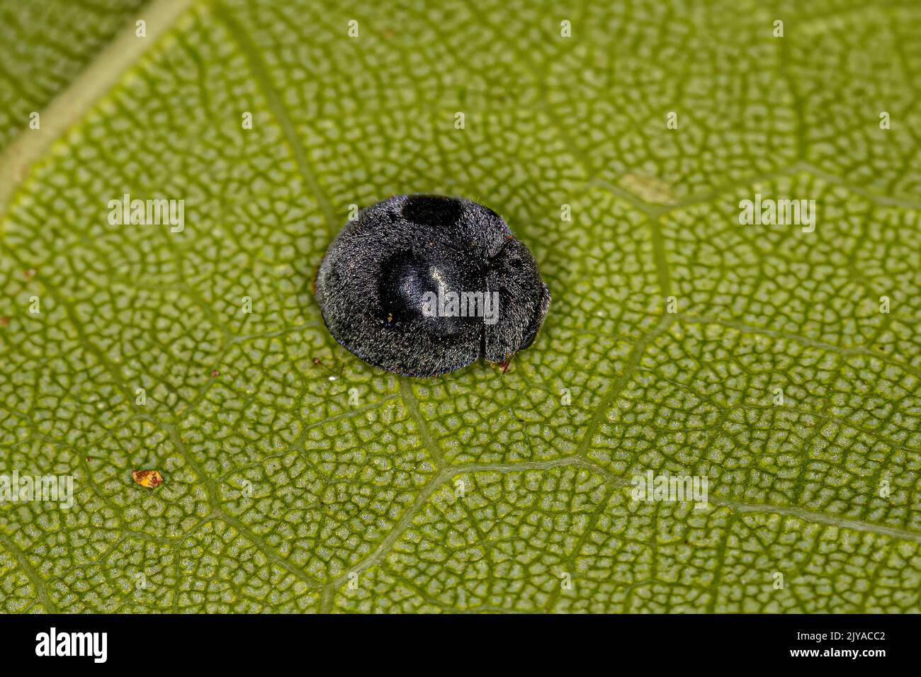 Adult Lady Beetle of the genus Azya Stock Photo - Alamy