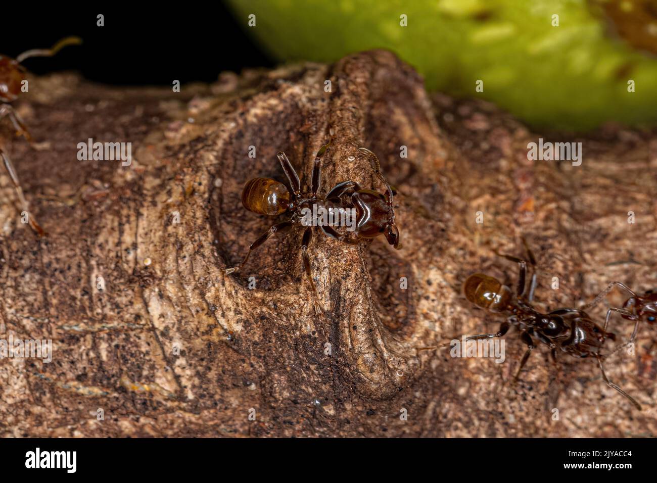 Adult Cecropia Ants of the Genus Azteca Stock Photo - Alamy