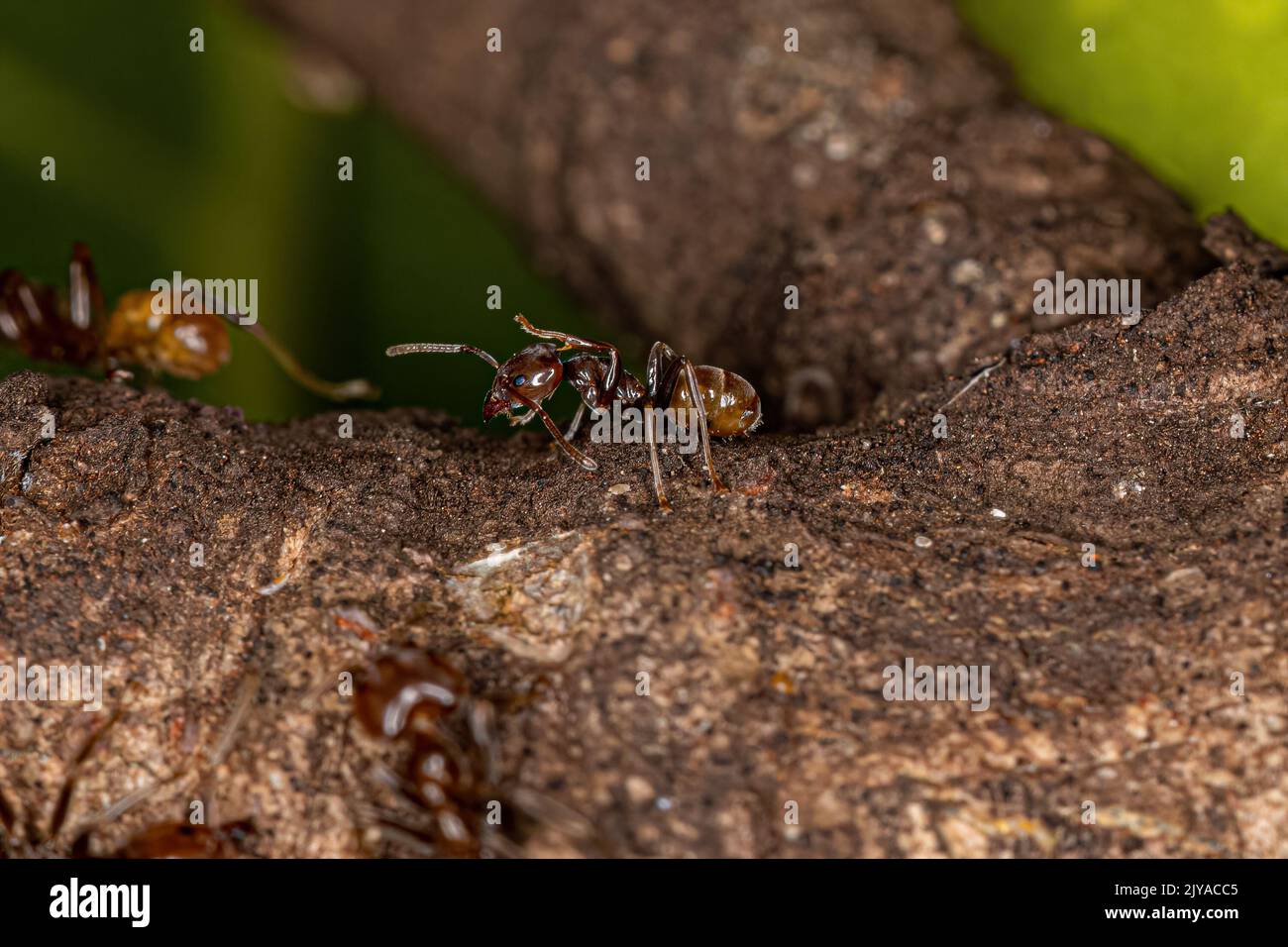 Azteca ant hi-res stock photography and images - Alamy