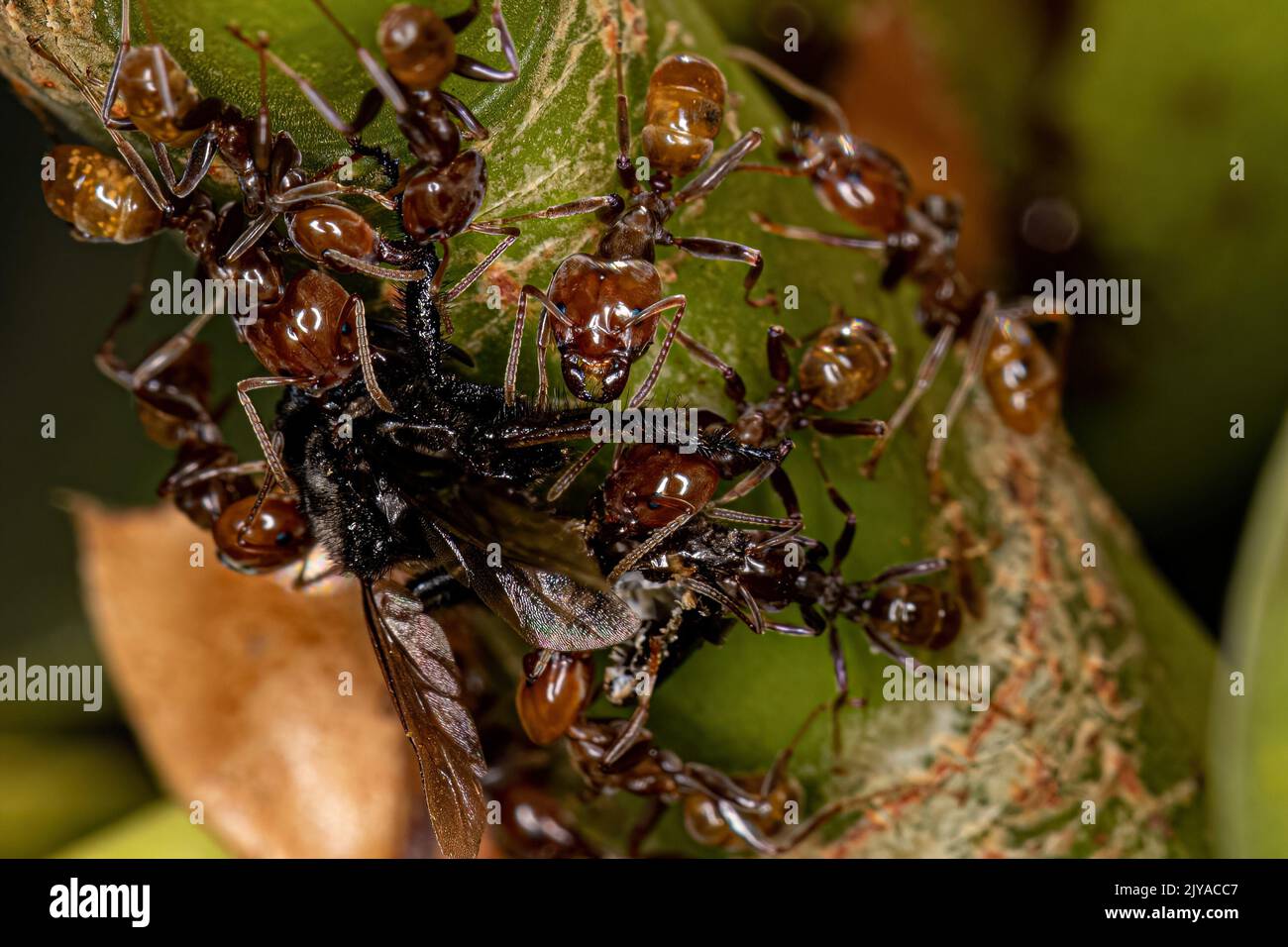 Adult Cecropia Ants of the Genus Azteca attacking an Adult Female ...