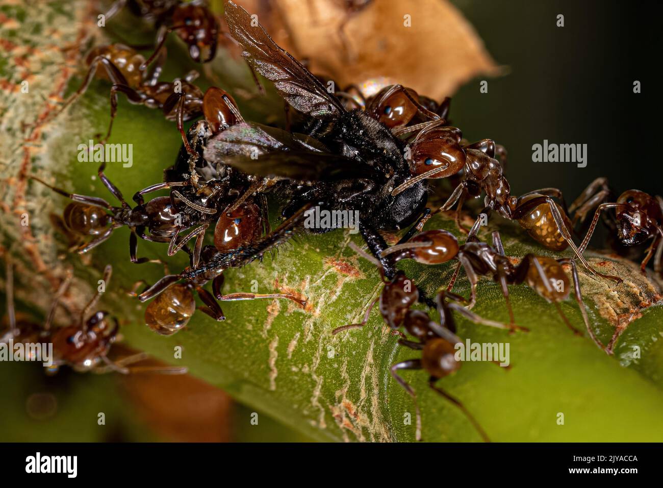 Ants attacking animal hi-res stock photography and images - Alamy