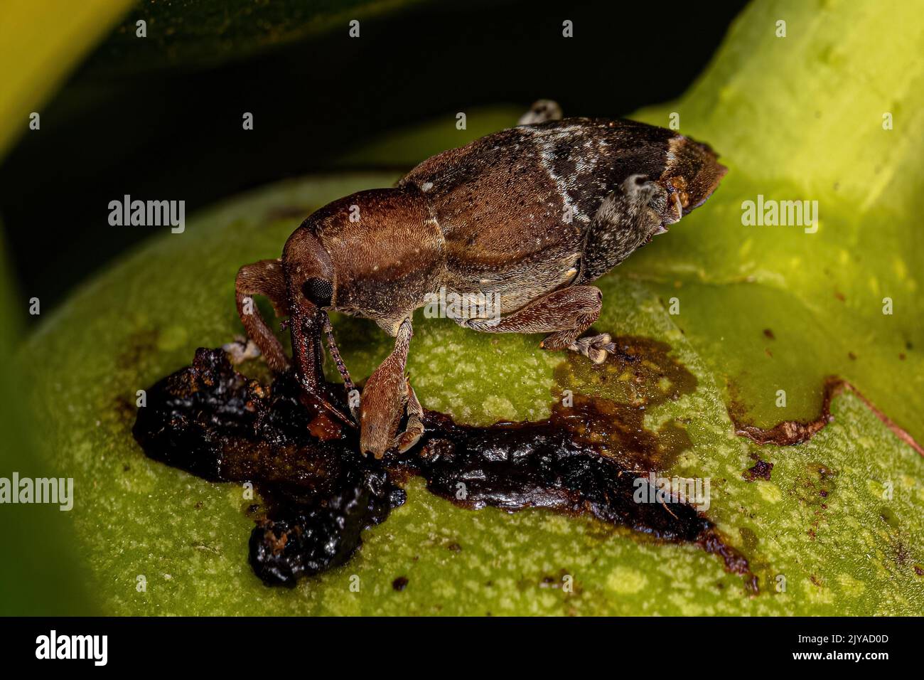 Adult True Weevil of the Family Curculionidae Stock Photo - Alamy