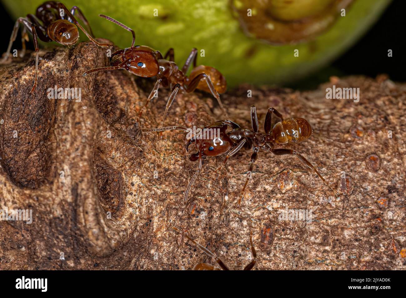 Adult Cecropia Ants of the Genus Azteca Stock Photo - Alamy
