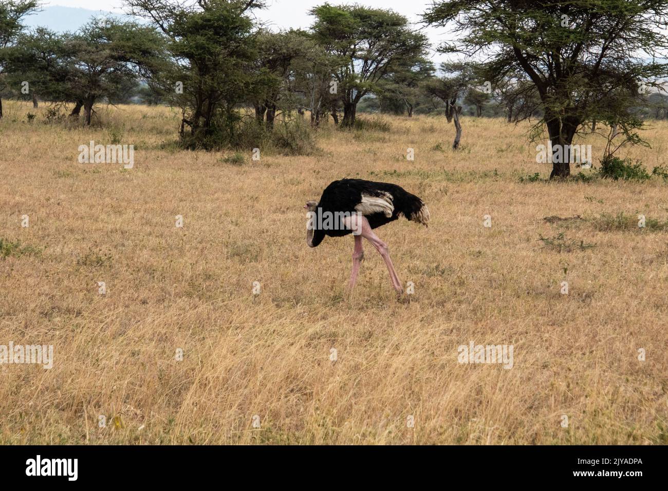 Grasslands with trees hi-res stock photography and images - Alamy