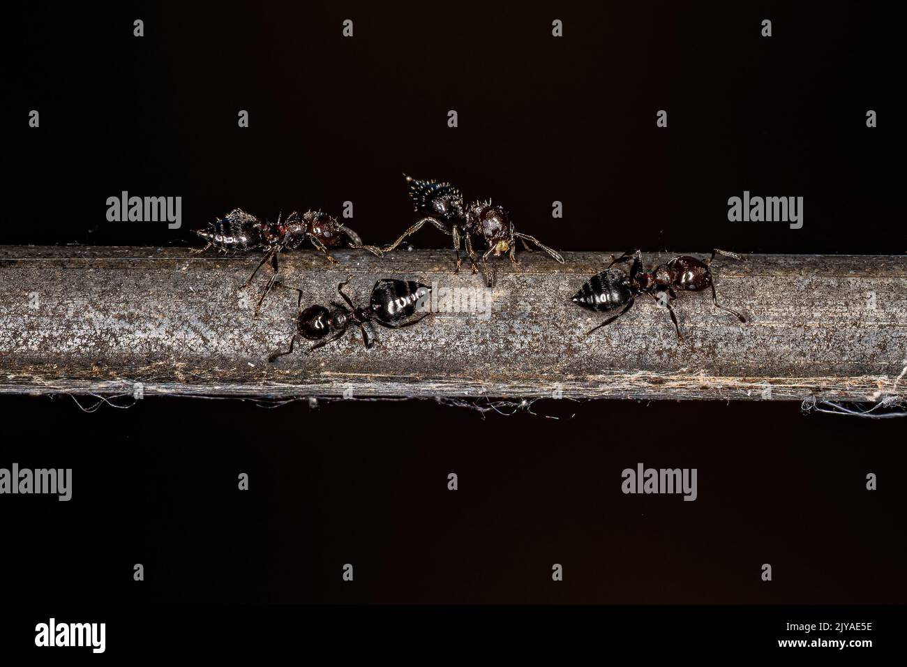 Adult Female Cocktail Ants of the Genus Crematogaster Stock Photo - Alamy