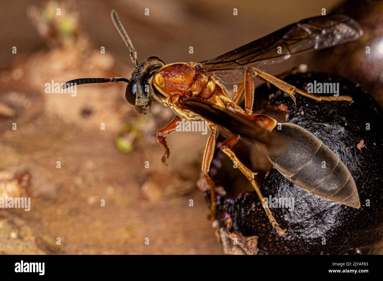 Black polybia wasp hi-res stock photography and images - Alamy