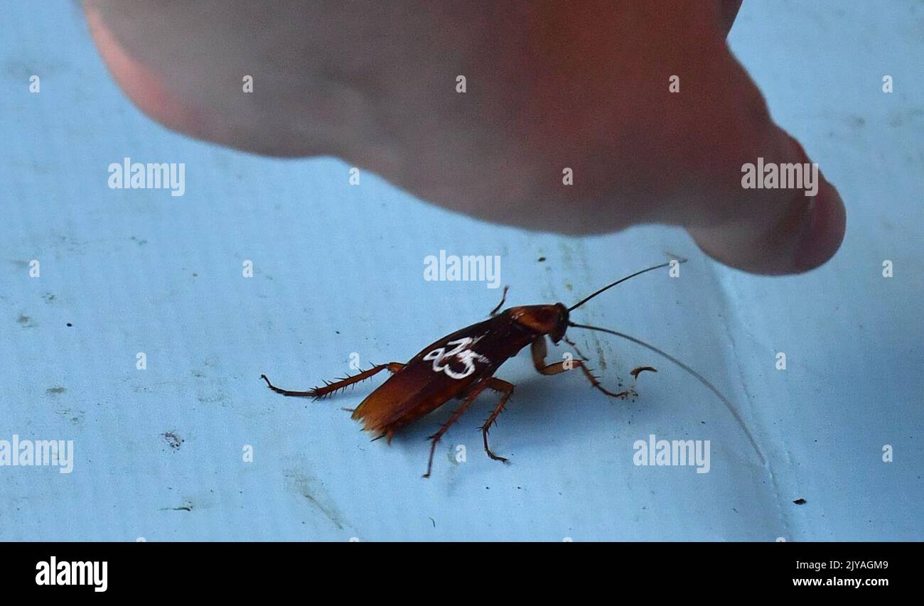 A cockroach is seen competing during the cockroach races during ...