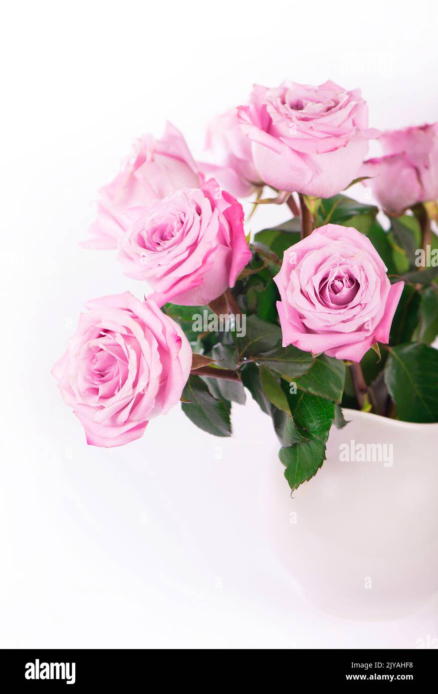 Rose flower with clipping path, side view. Beautiful roses on stem with ...