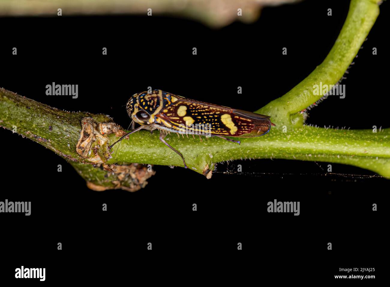 Adult Typical Leafhopper of the Genus Macugonalia Stock Photo - Alamy