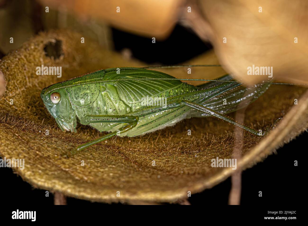 Leaf Katydid Nymph of the Subfamily Phaneropterinae Stock Photo - Alamy