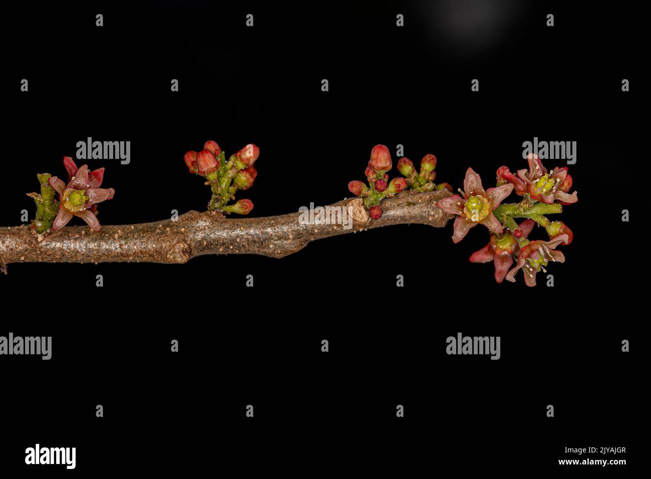 Red Mombin Plant Flower of the species Spondias purpurea Stock Photo ...