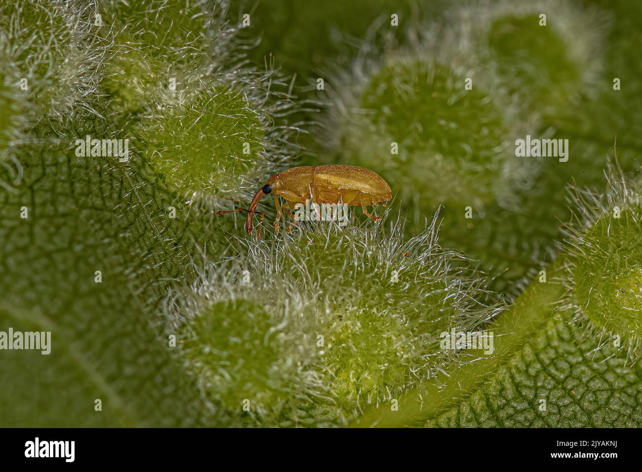 Adult True Weevil of the Family Curculionidae Stock Photo - Alamy