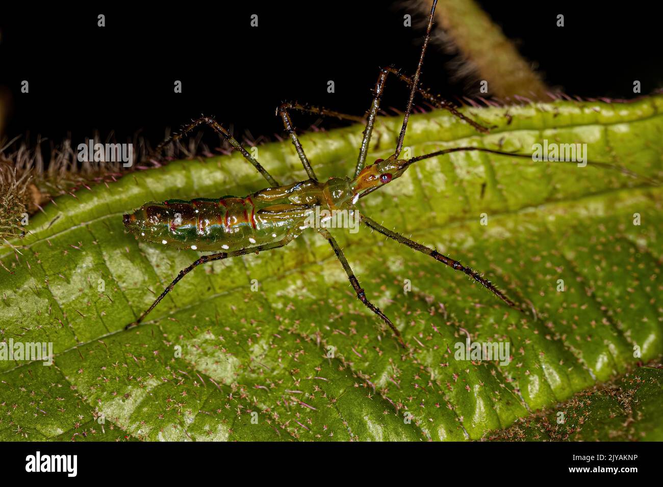 Assassin Bug Nymph of the Tribe Harpactorini Stock Photo - Alamy