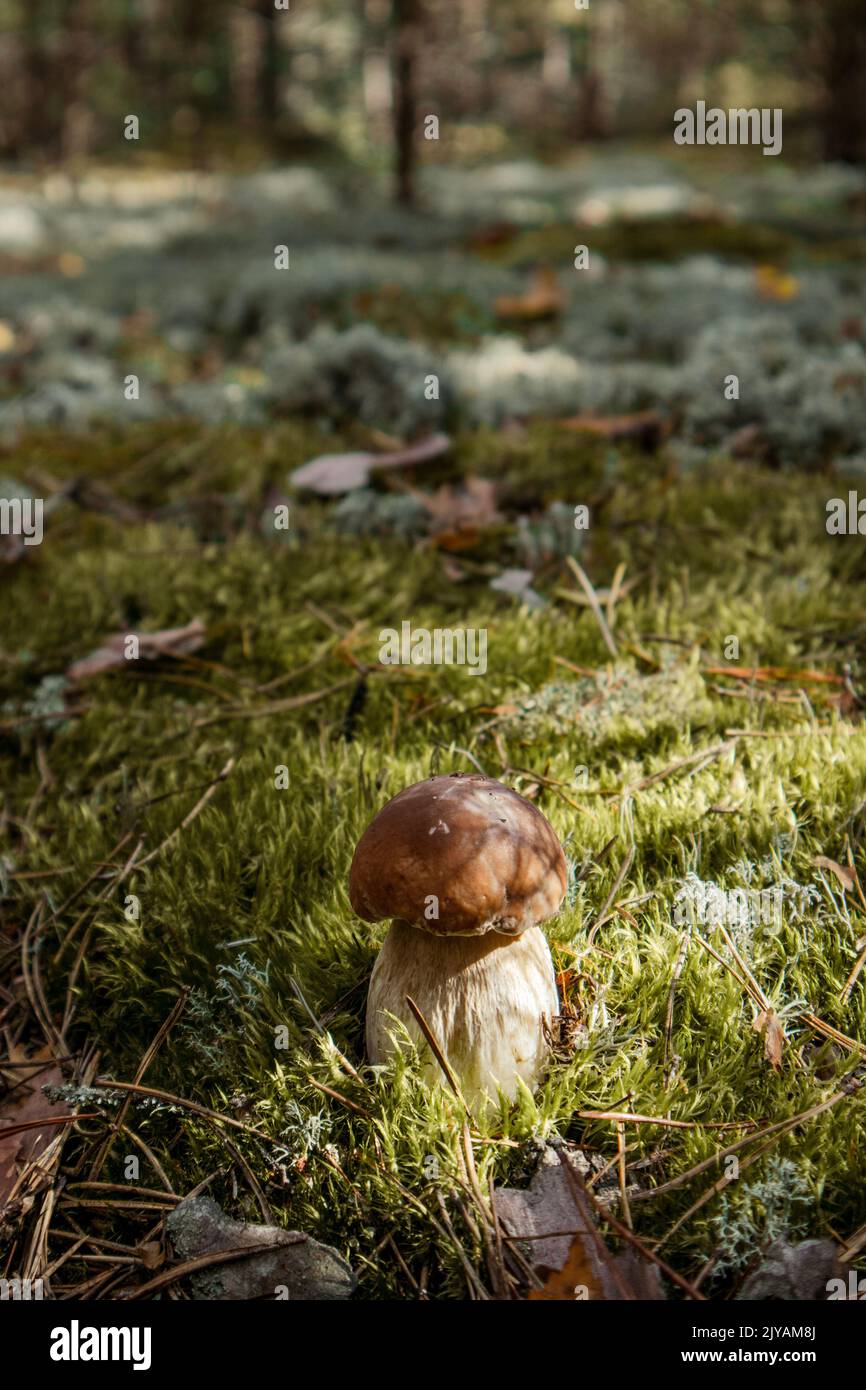 Edible boletus edulis mushroom growing in the moss. Beautiful sunshine ...
