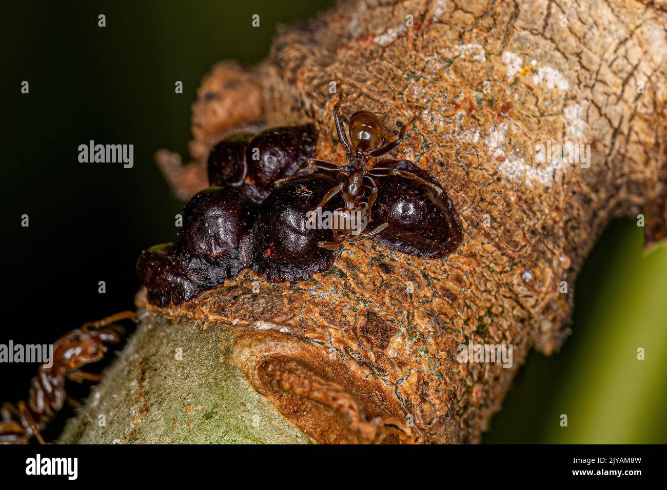 Cecropia tree ants hi-res stock photography and images - Alamy