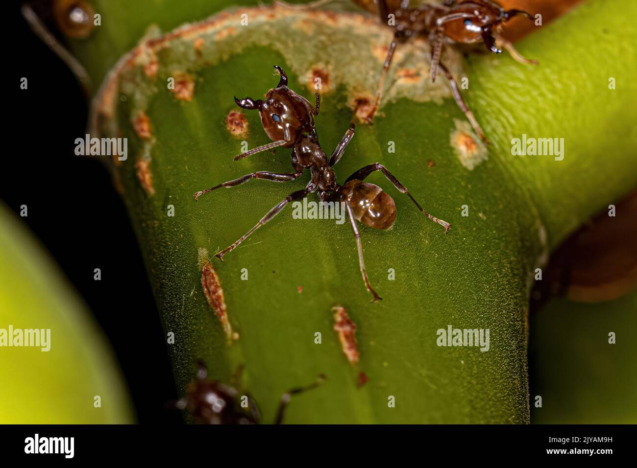 Adult Cecropia Ants of the Genus Azteca Stock Photo - Alamy