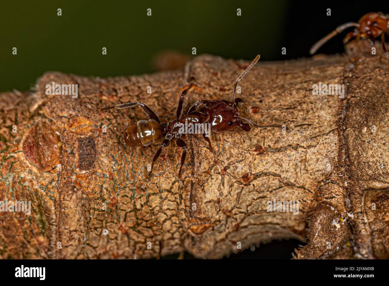 Adult Cecropia Ants of the Genus Azteca Stock Photo - Alamy