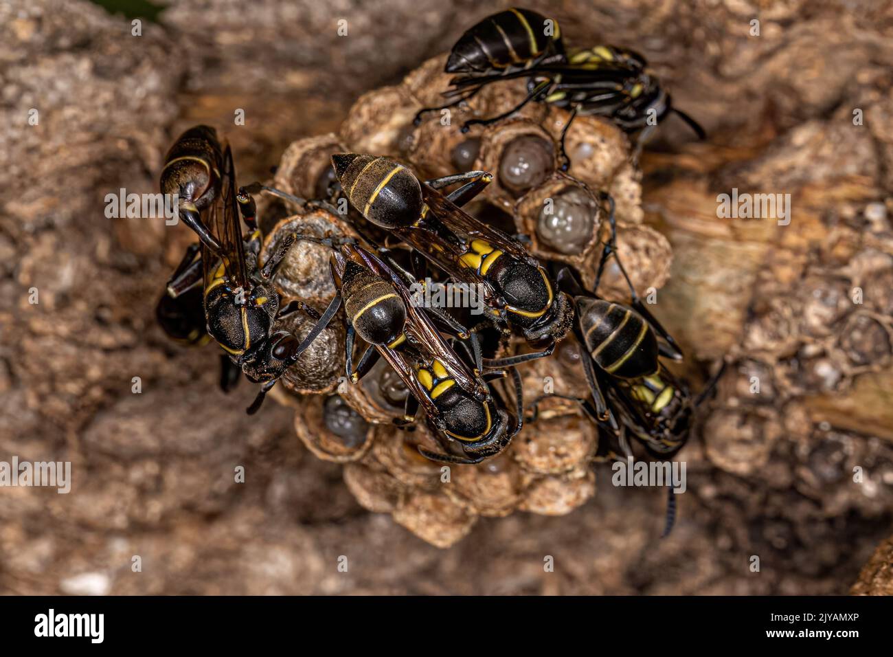 Adult Long-waisted Paper Wasps of the Genus Mischocyttarus Stock Photo ...